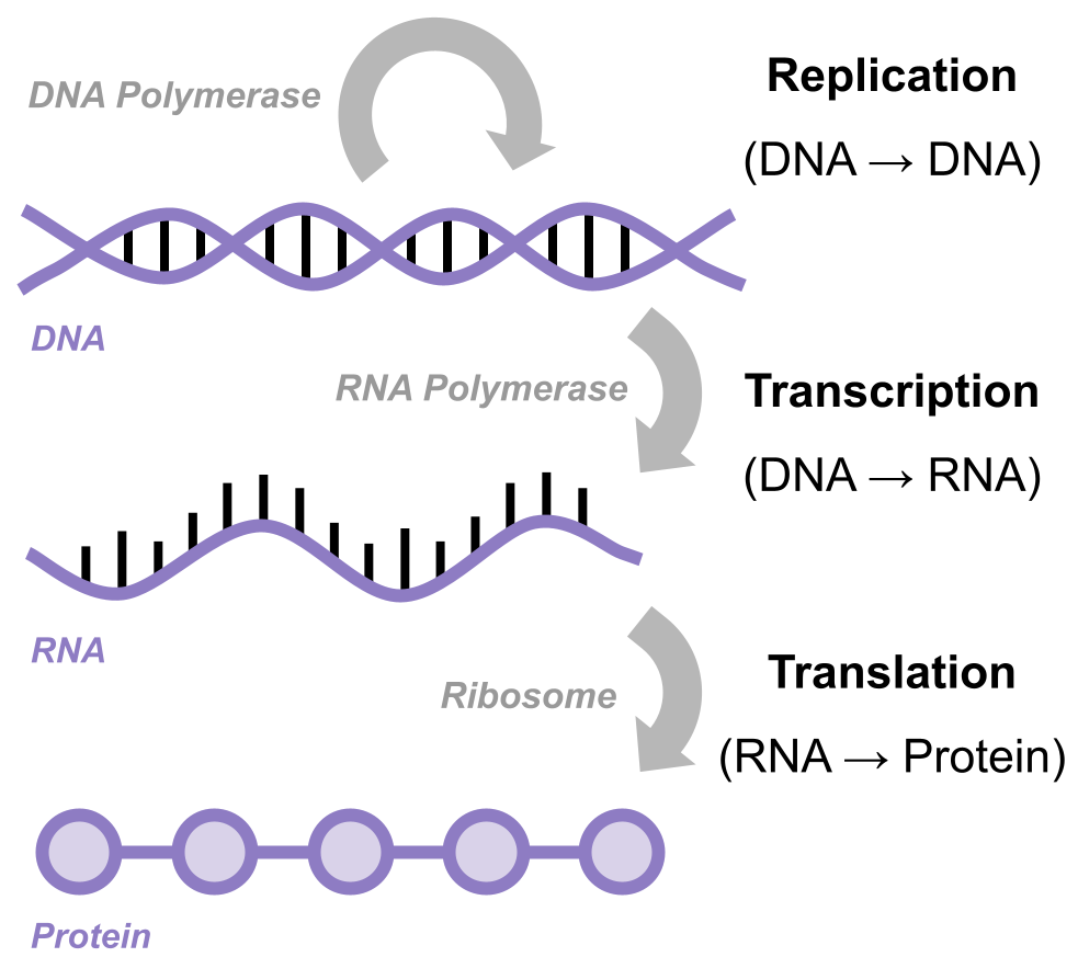 Transcription Transcription