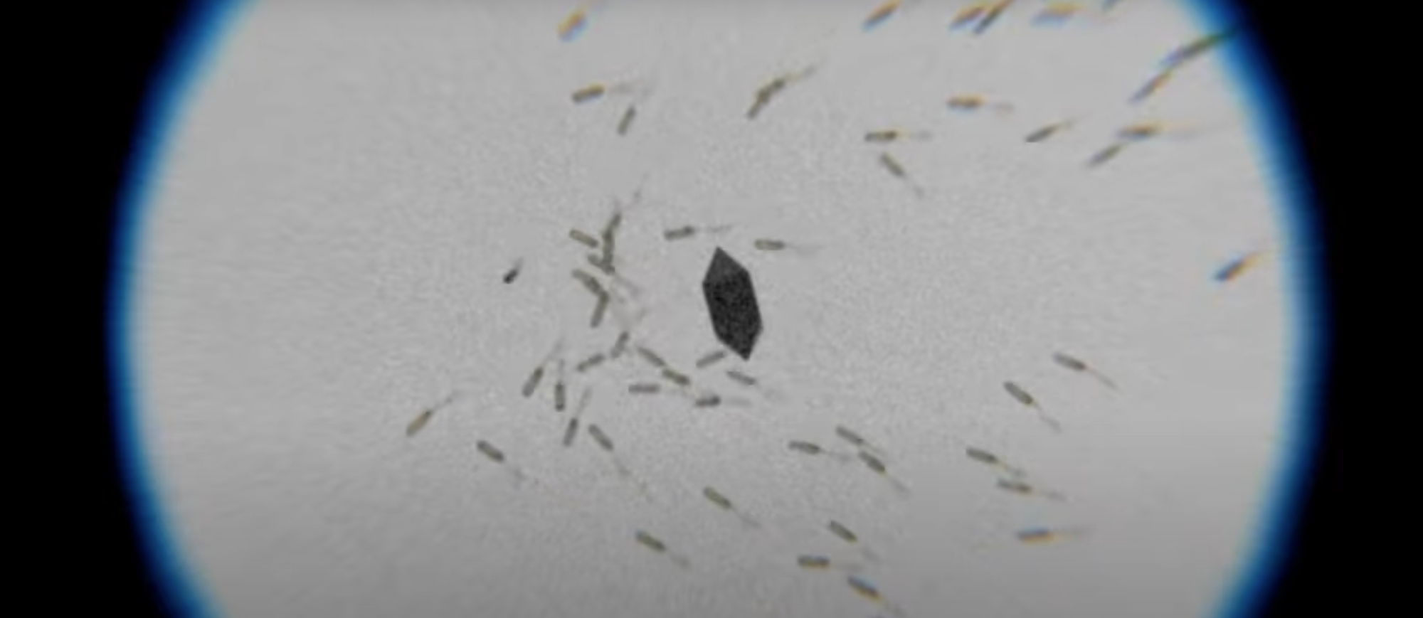 E. coli Explores its World Via a Random Walk - Biological Modeling